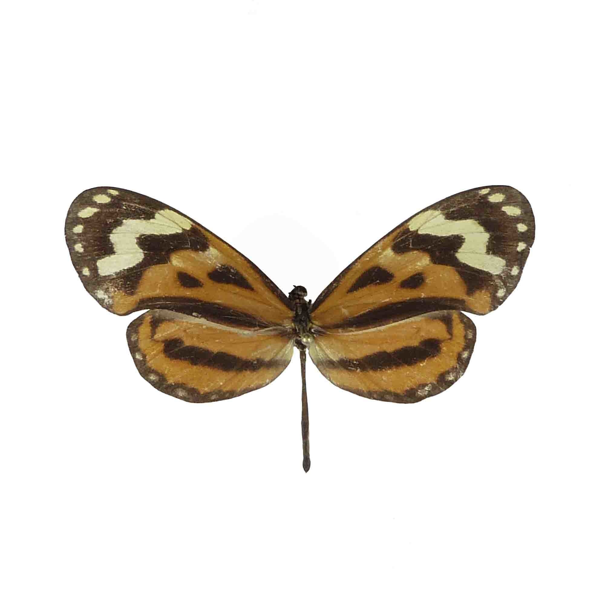 Hypothyris Euclea - DeMuseumwinkel.com