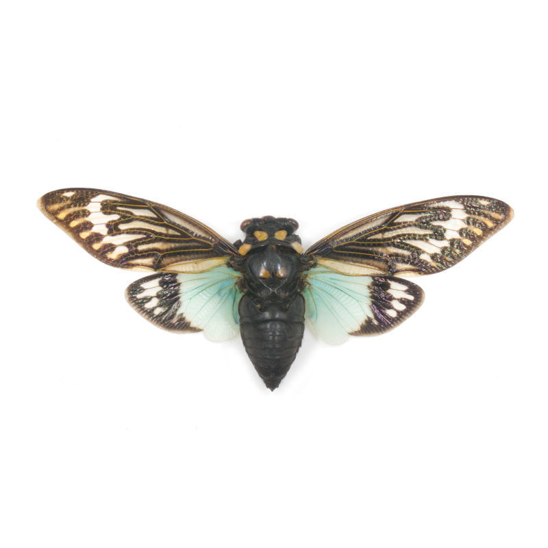 Tosena Splendida - DeMuseumwinkel.com