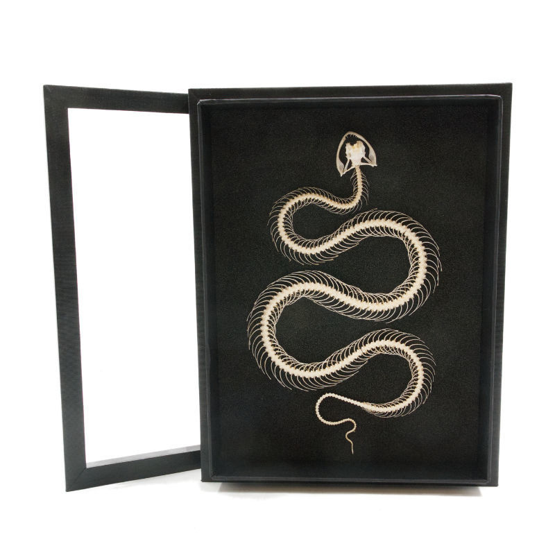 Snake skeleton in elegant box (23 x 30 cm) - DeMuseumwinkel.com