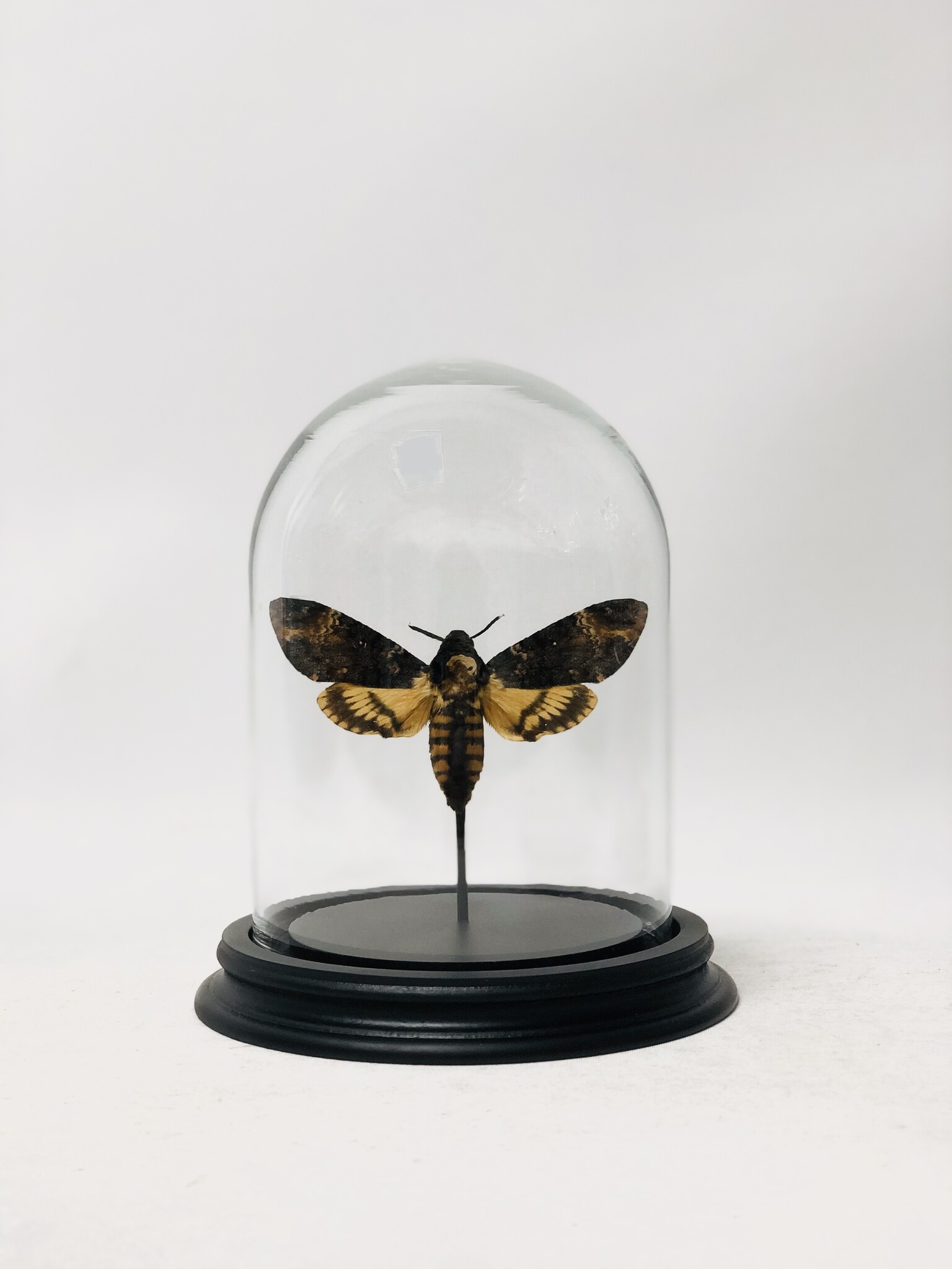 Glass dome with mounted butterfly - Acherontia atropos (1 ...