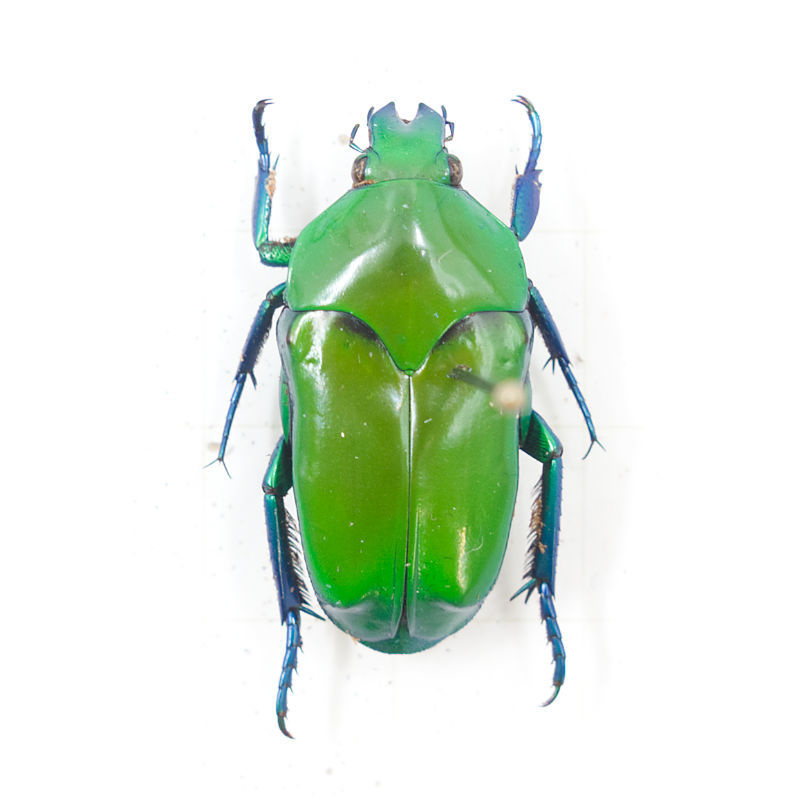 Ischiopsopha ritsemae lucivorax - De Museumwinkel.com