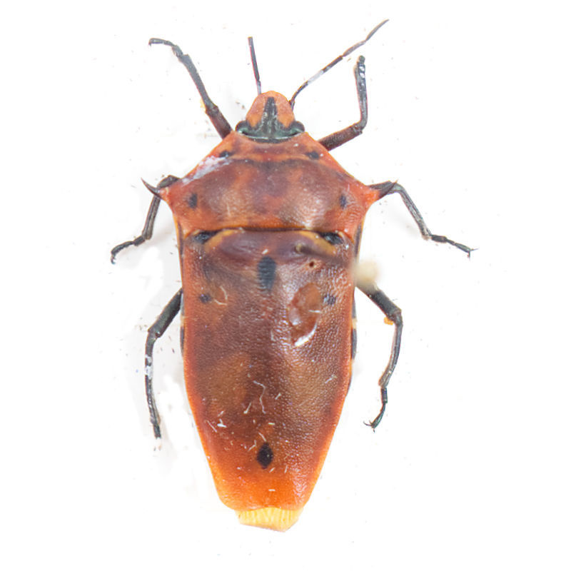 Calliphara sp. - DeMuseumwinkel.com
