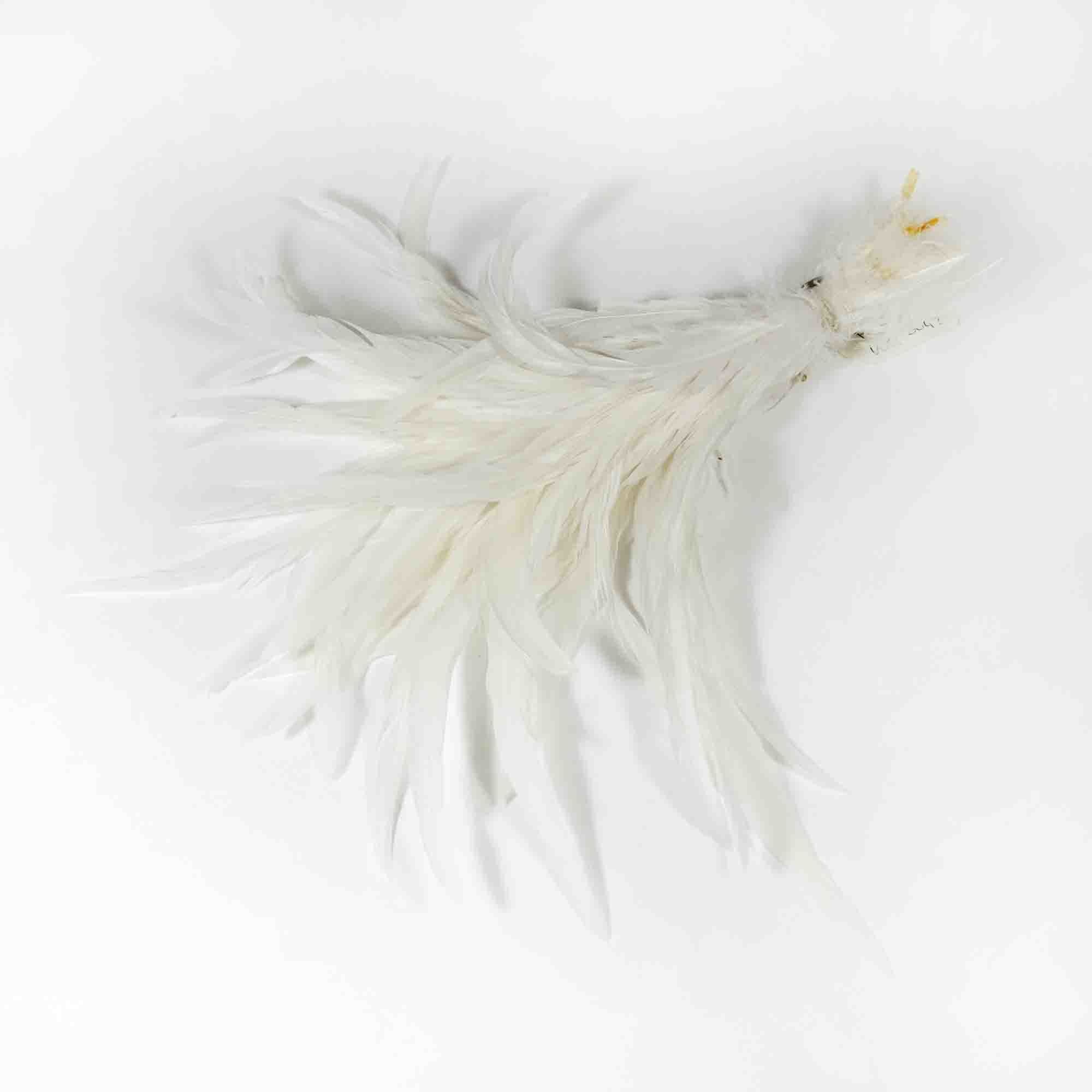 Rooster feathers cream 20-30 cm per 50 pieces - DeMuseumwinkel.com