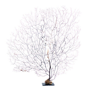 ᐅ Schelpen - De Museumwinkel.com