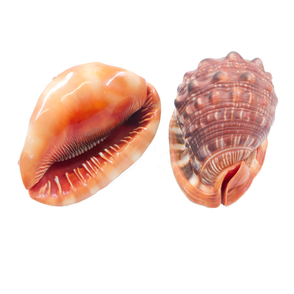 Cassis rufa - De Museumwinkel.com