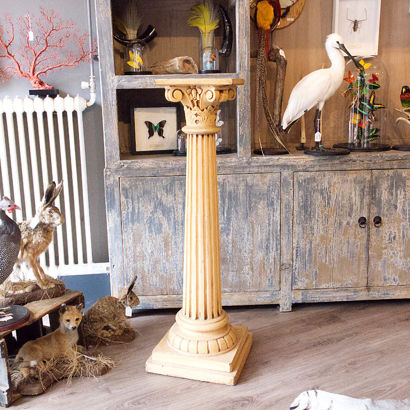 taxidermy; Klassieke sokkel - De Museumwinkel.com