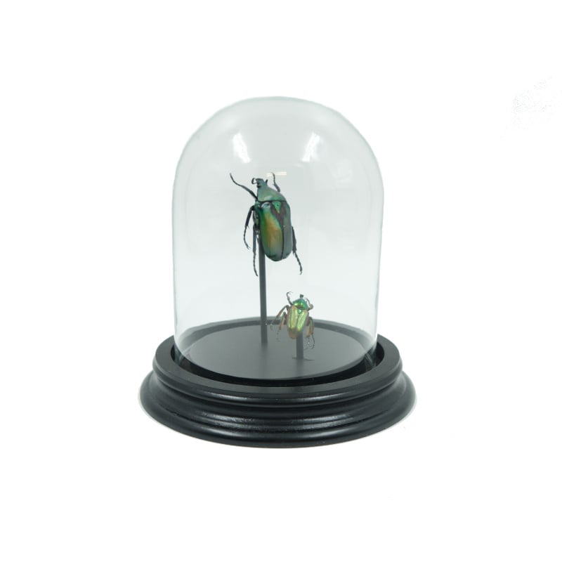 Stolp met 2 opgezette kevers - De Museumwinkel.com
