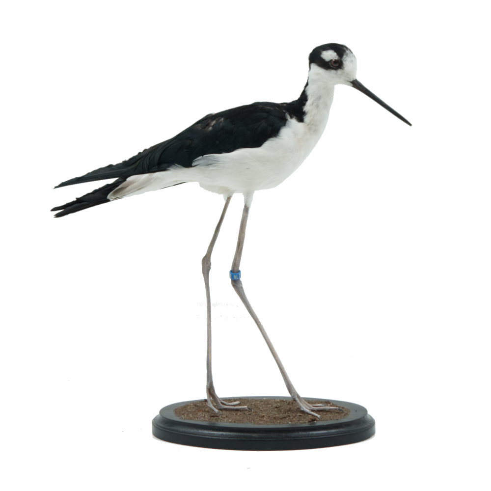 Mounted Black-winged stilt - DeMuseumwinkel.com