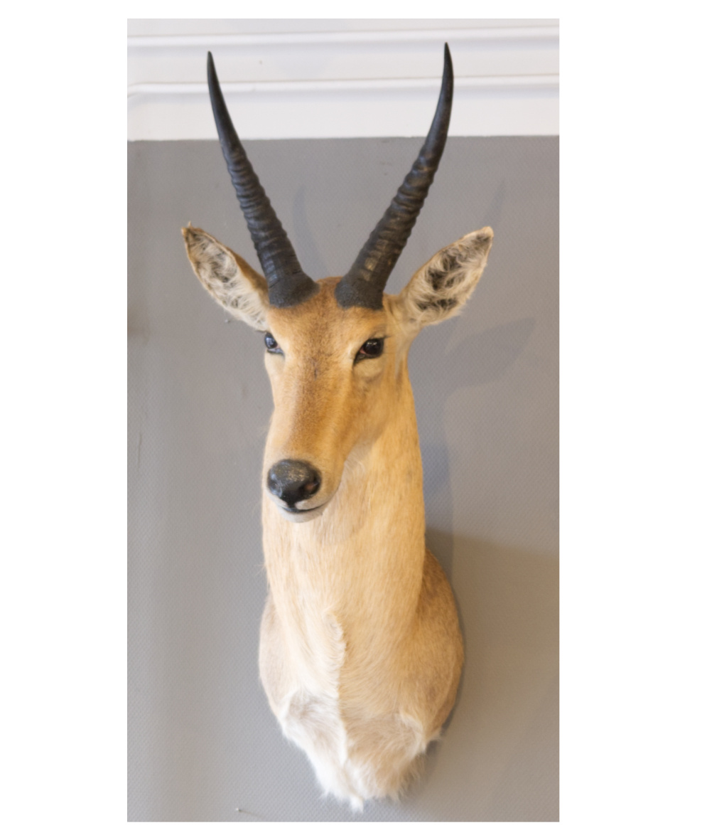 Taxidermy; Rietbok shouldermount - De Museumwinkel.com