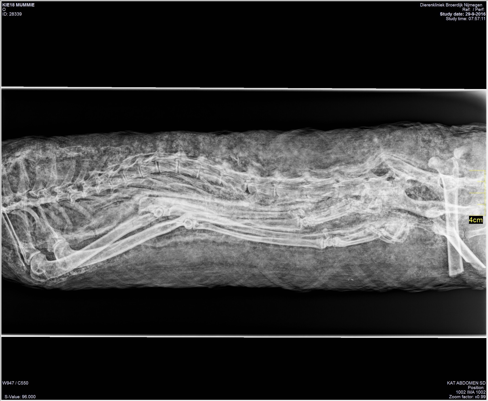 Nieuws - Gemummificeerde kat - De Museumwinkel.com