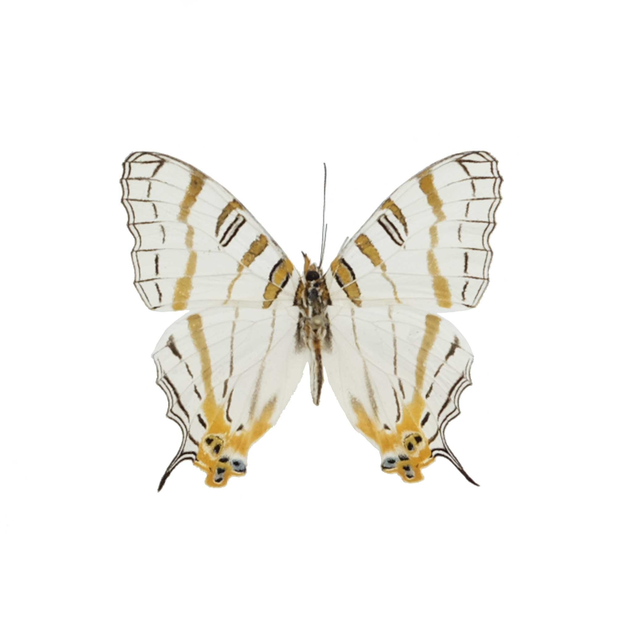 taxidermy; Cyrestis Elegans - DeMuseumwinkel.com