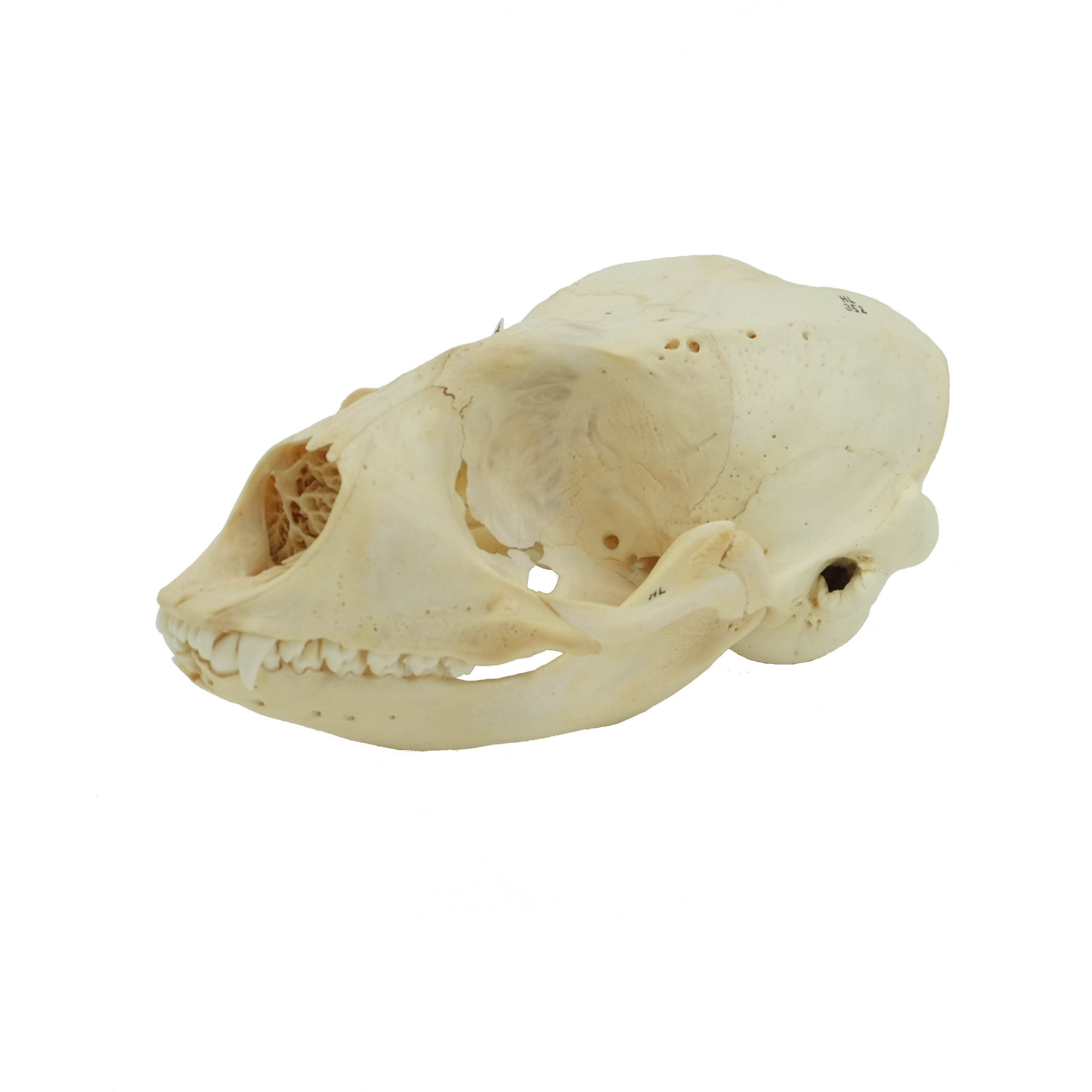 Taxidermy; Skull Ringed seal - DeMuseumwinkel.com