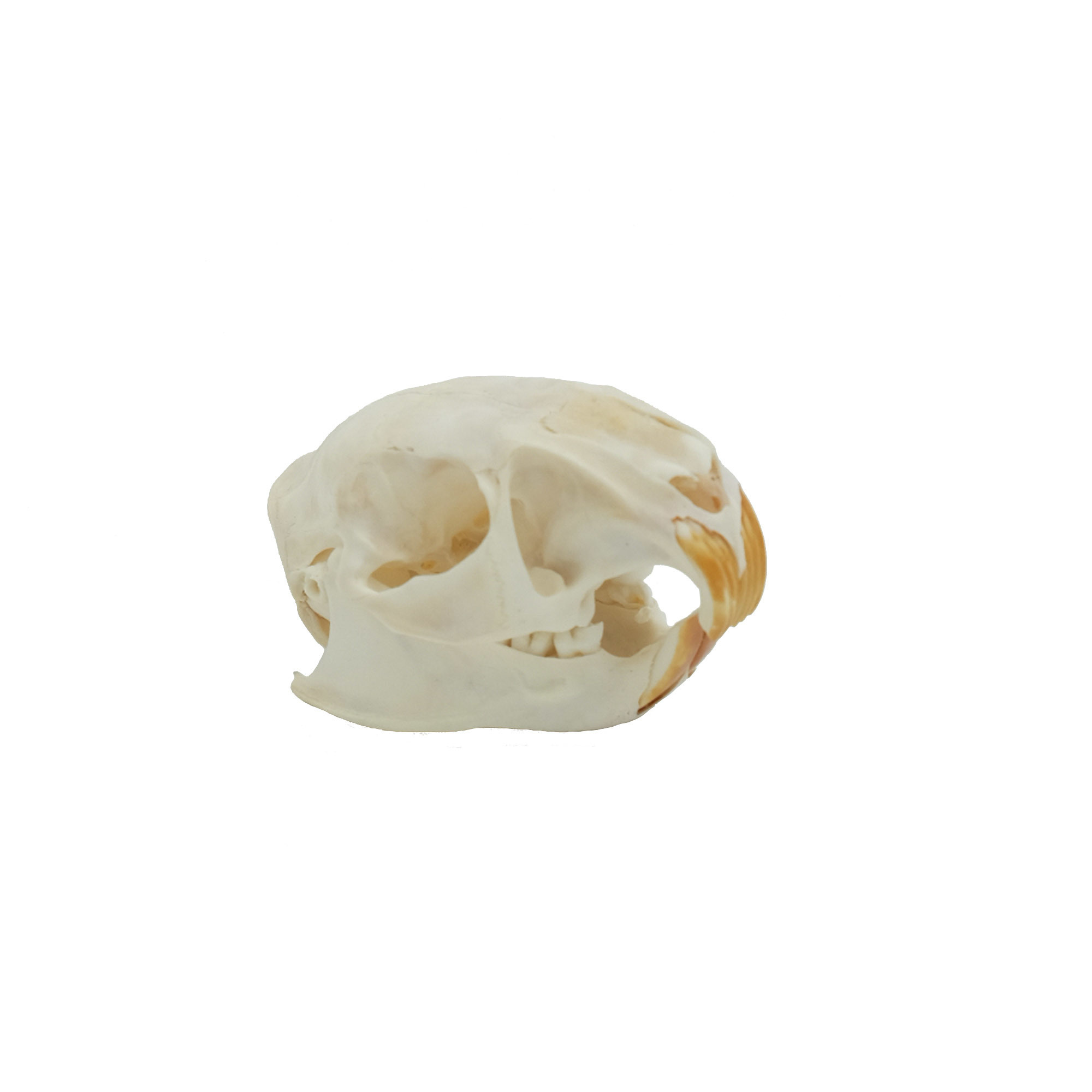 Taxidermy; Skull Greater cane rat - DeMuseumwinkel.com