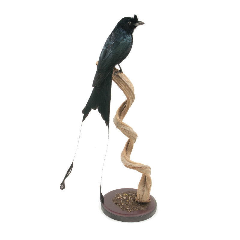 taxidermy; Mounted bird, racket-tailed drongo - DeMuseumwinkel.com