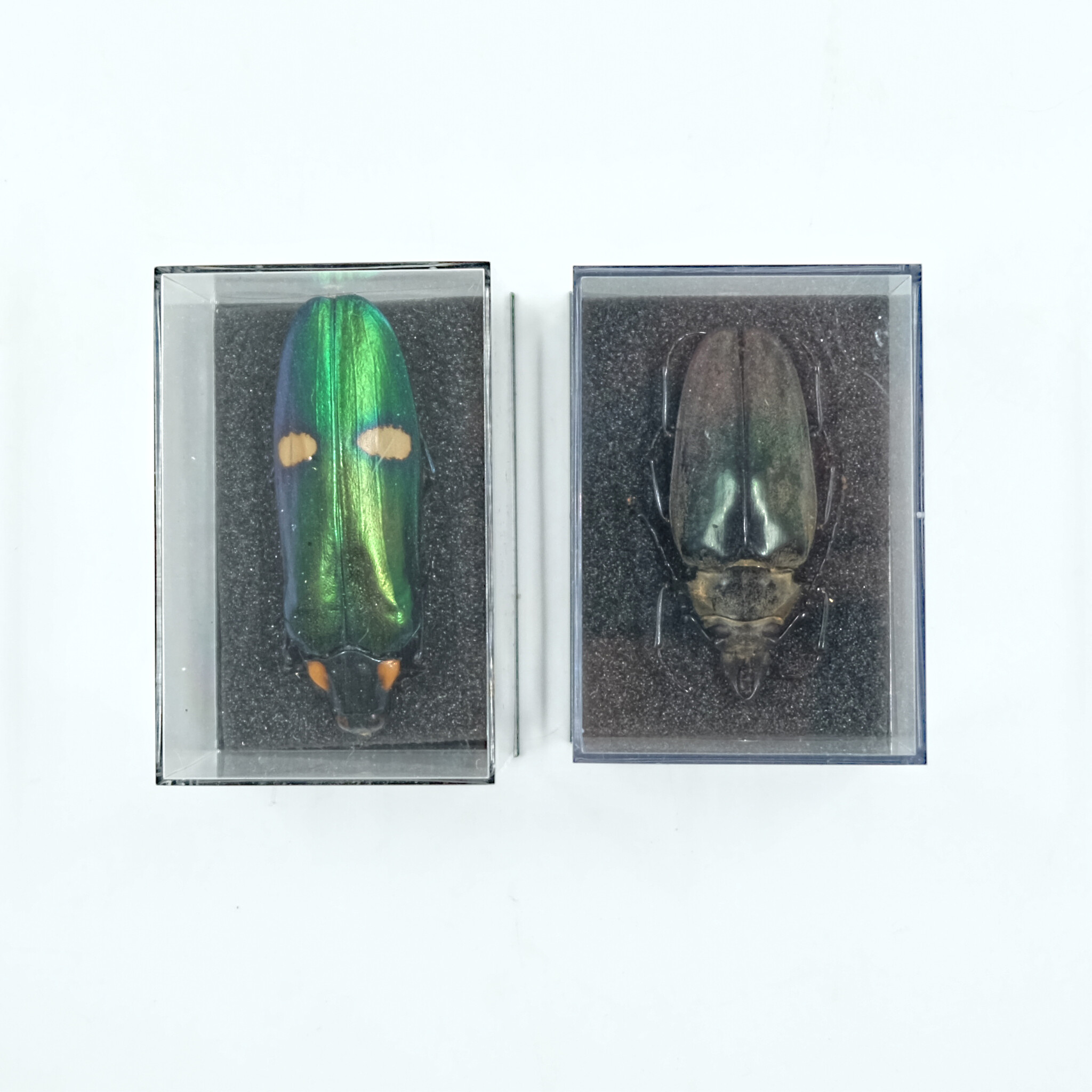 Taxidermy: Insect in plastic box - Black (L) - DeMuseumwinkel.com