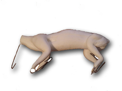 Marten, flexible form - DeMuseumwinkel.com