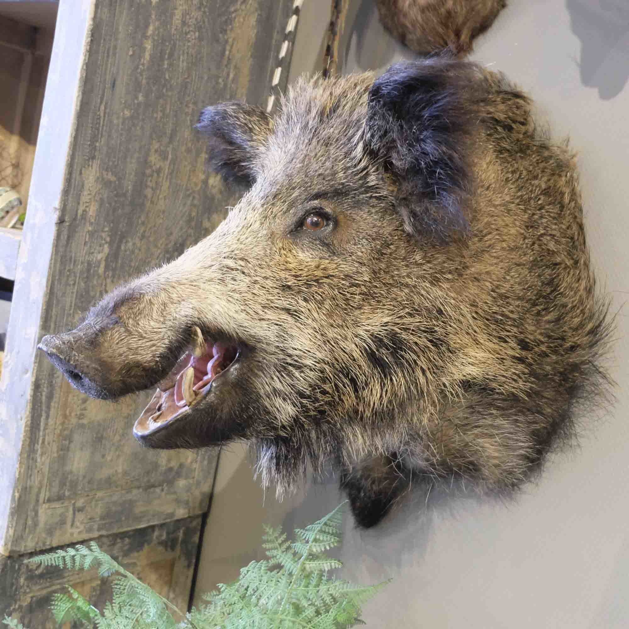 taxidermy; Mounted wild boar trophy (looking right) - DeMuseumwinkel.com
