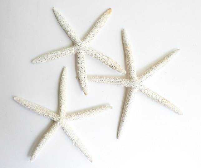 Zeester wit - De Museumwinkel.com