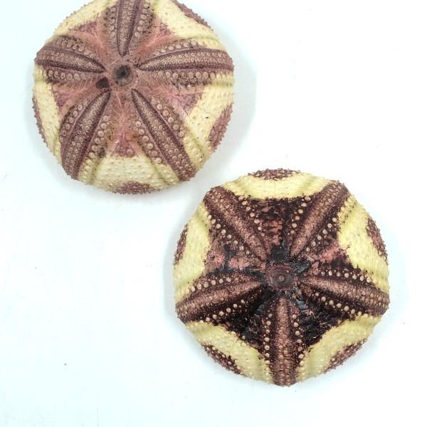 Rode zee-egel - De Museumwinkel.com