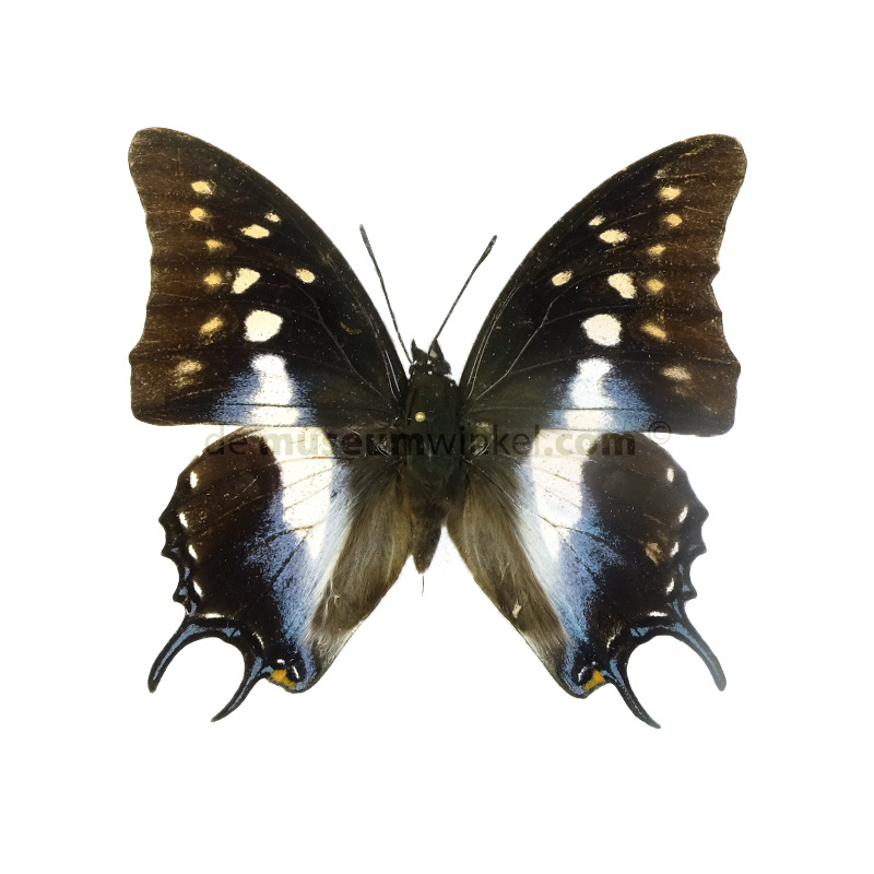 Polyura cognatus - DeMuseumwinkel.com