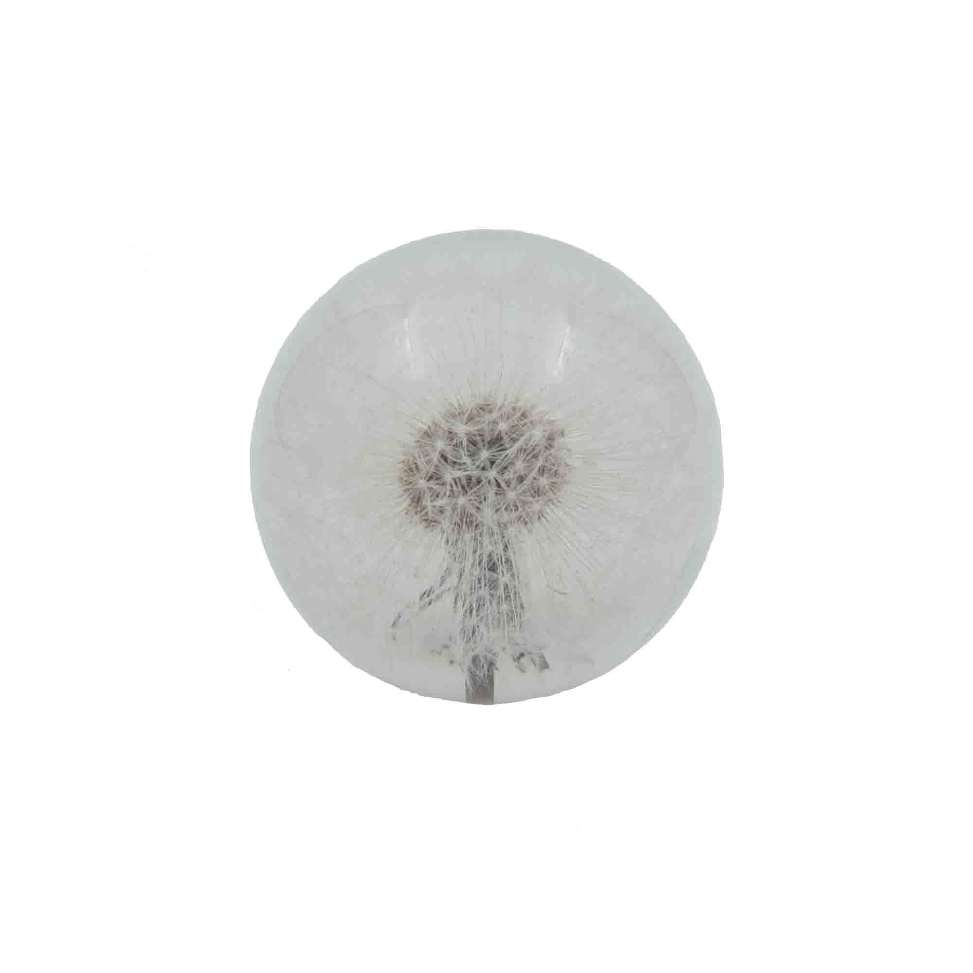 Taxidermy; Paperweight with dandelion (small) - DeMuseumwinkel.com