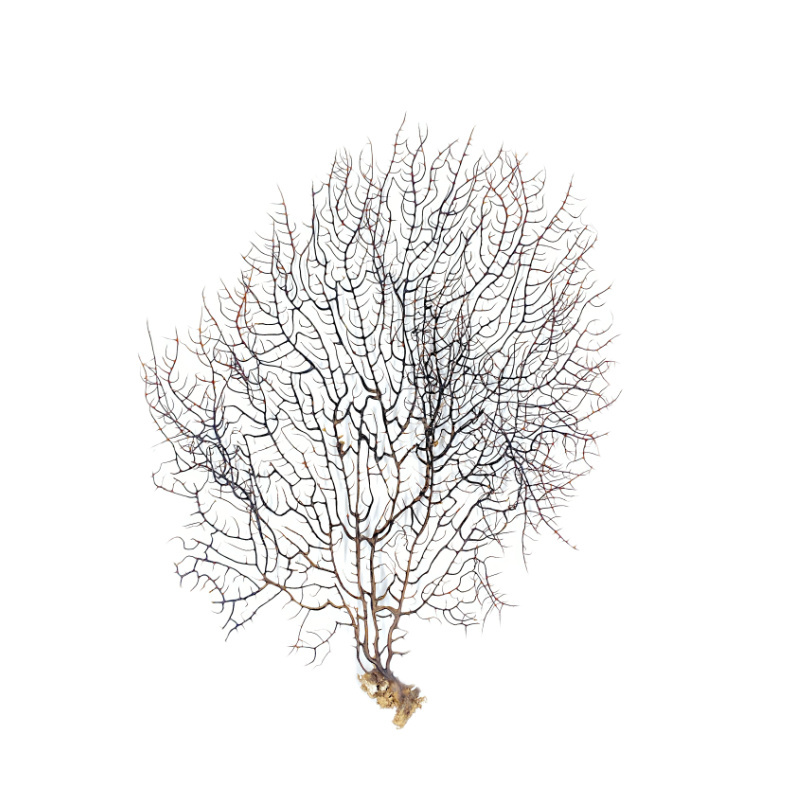 Zeewaaier - De Museumwinkel.com