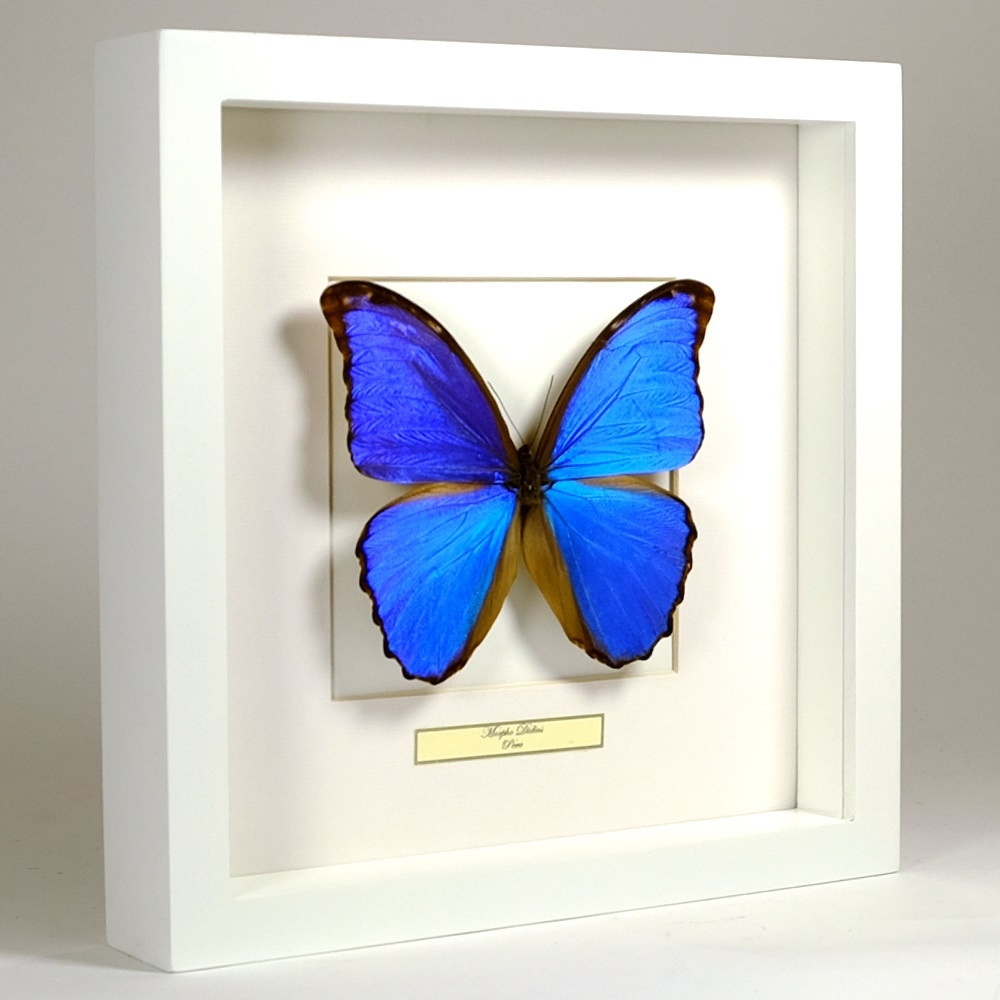 Morpho didius in weißem Rahmen 25 x 25 cm - DeMuseumwinkel.com