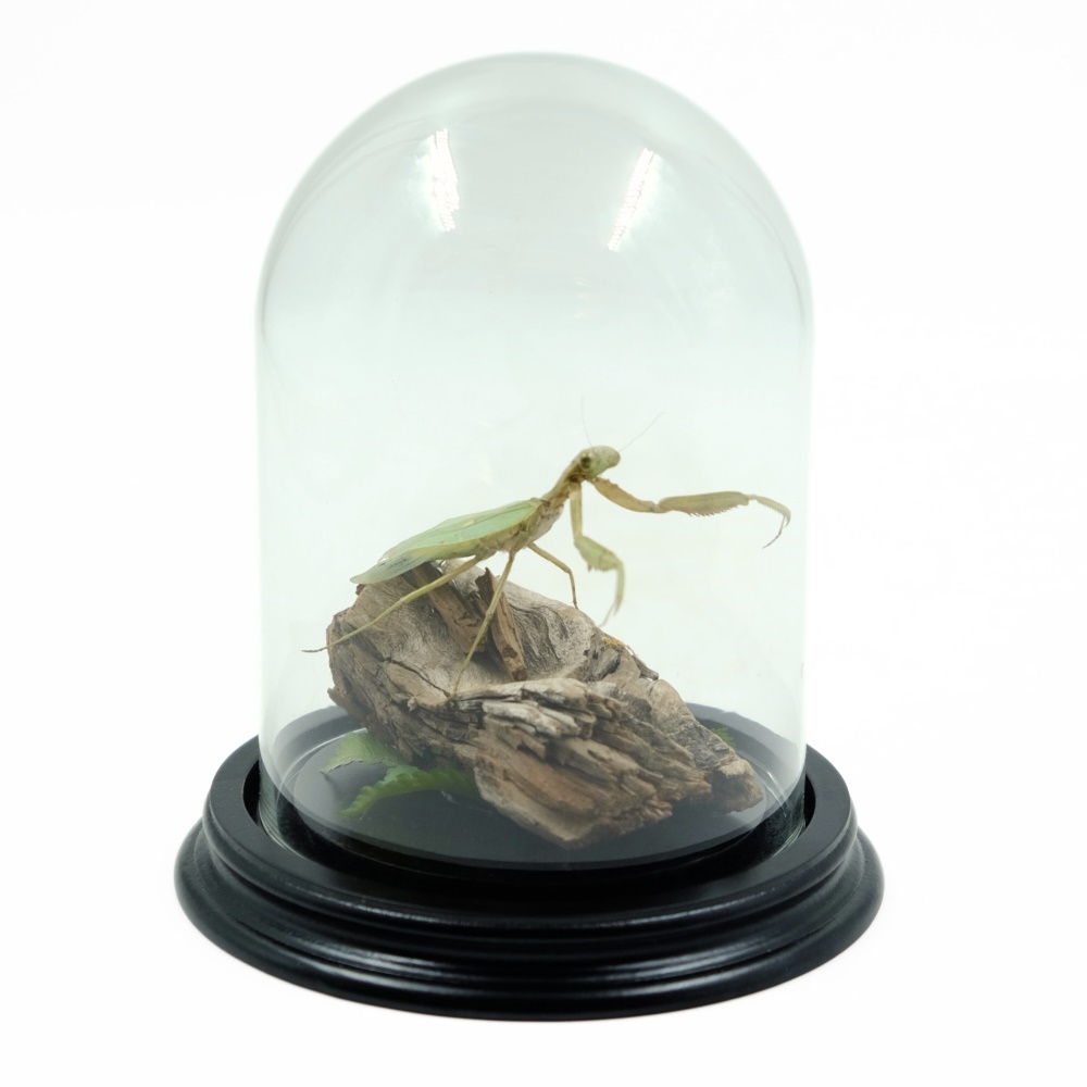 Praying mantis in dome - DeMuseumwinkel.com
