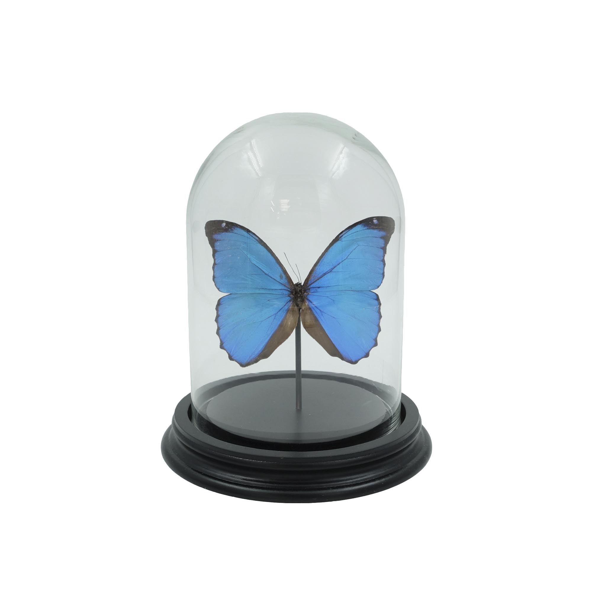 taxidermy; Dome with morpho menelaus - DeMuseumwinkel.com