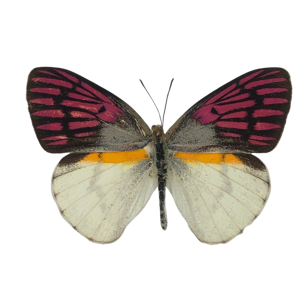 Colotis zoe - Mounted butterfly taxidermy - DeMuseumwinkel.com