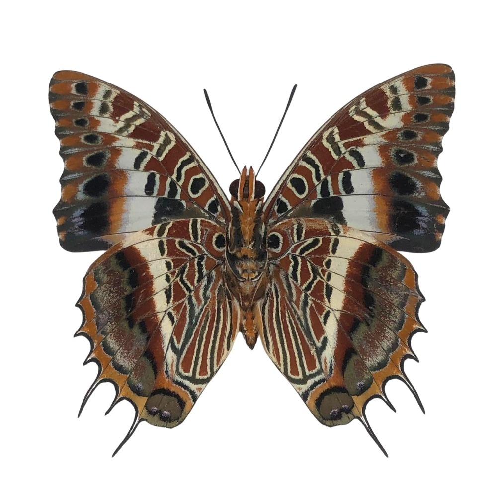 Charaxes andara back - Mounted butterfly taxidermy - DeMuseumwinkel.com
