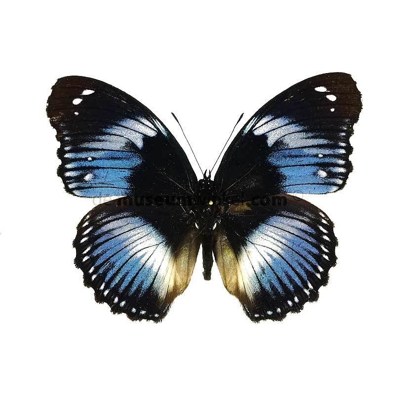 Hypolimnas salmacis - DeMuseumwinkel.com