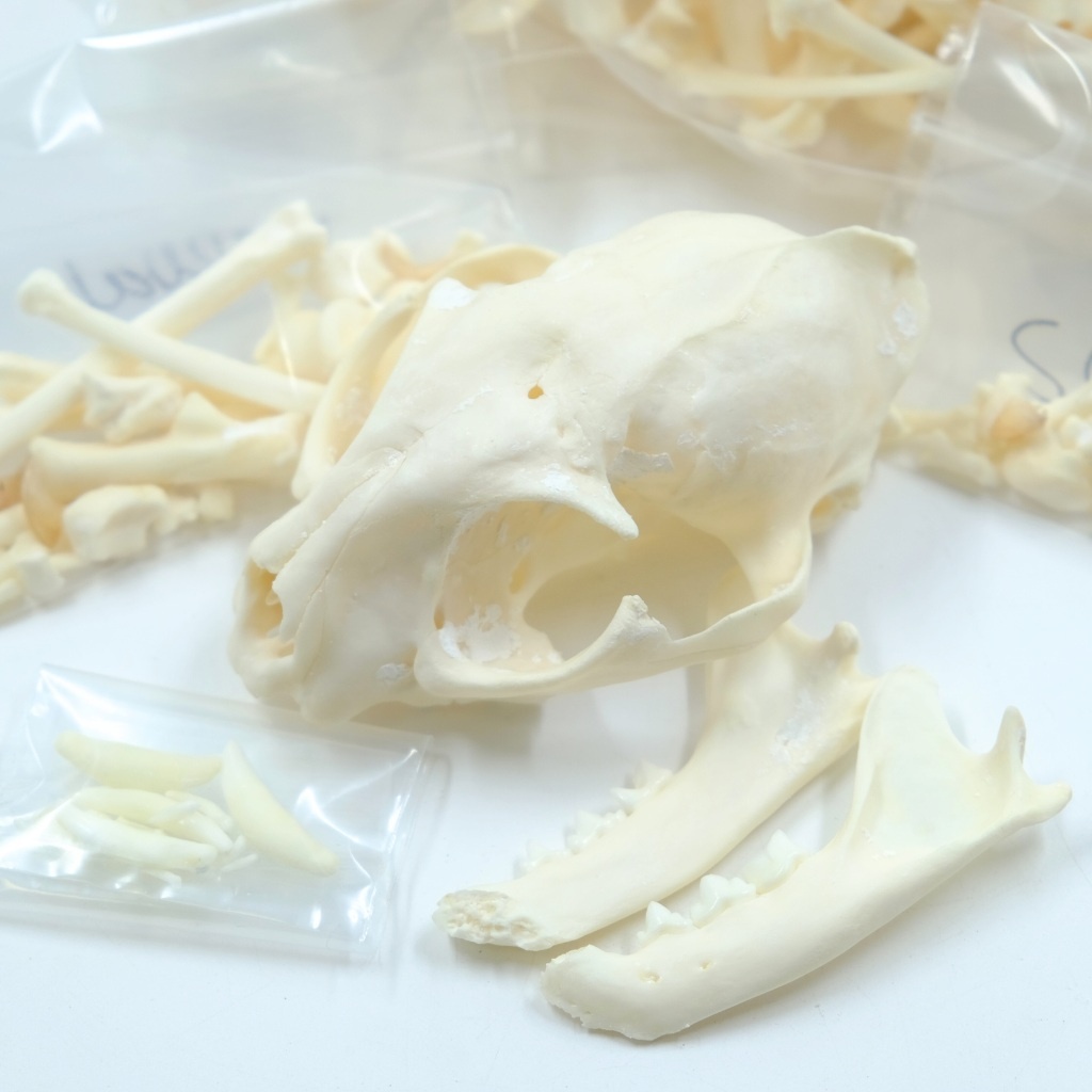 Complete serval skeleton - Taxidermy - DeMuseumwinkel.com