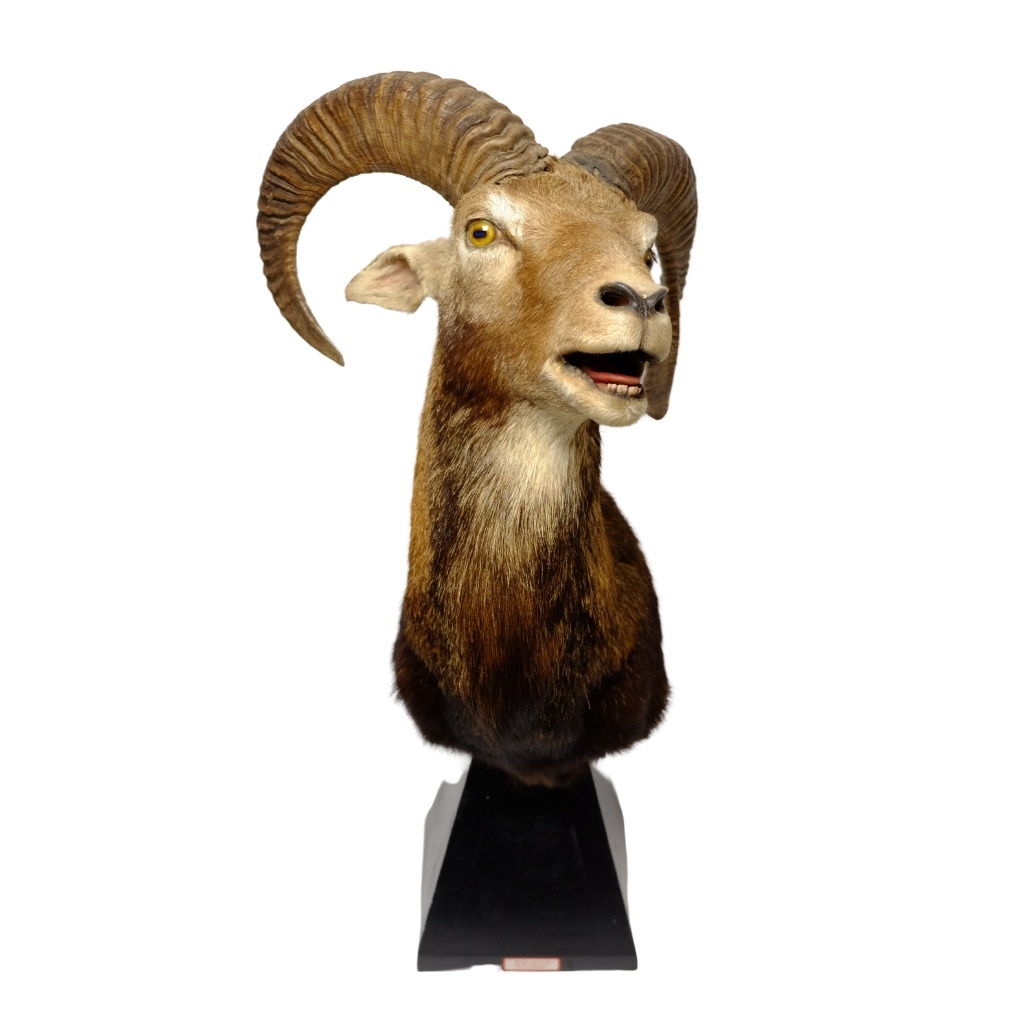 Mounted mouflon on pedestal - DeMuseumwinkel.com
