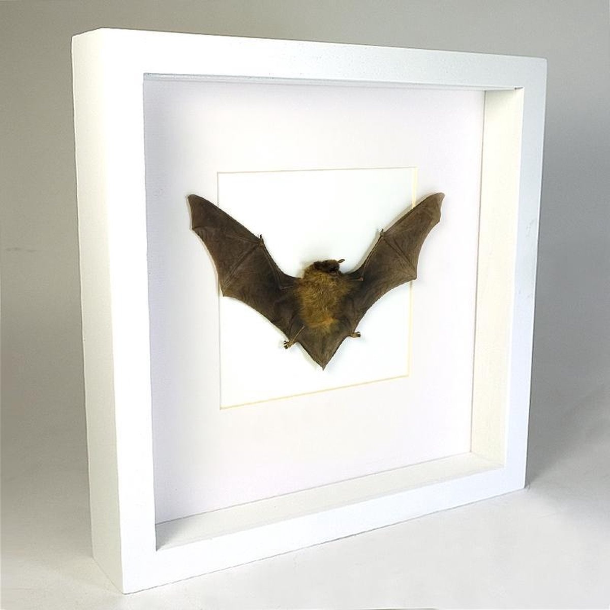 Mounted bat in white frame - DeMuseumwinkel.com