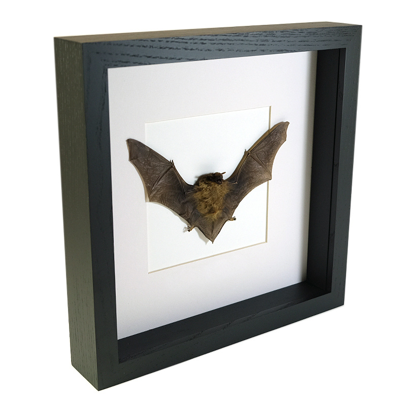 Mounted bat in black frame - DeMuseumwinkel.com