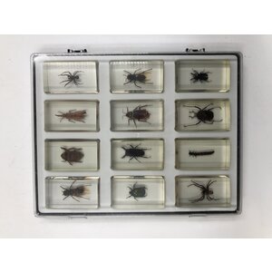 ᐅ Opgezette insecten kopen? Insecten in lijst, los of in stolp! - De ...
