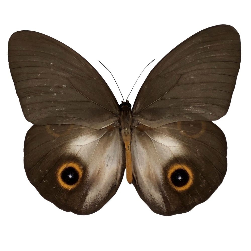 Taenaris urania - front; Taxidermy - DeMuseumwinkel.com