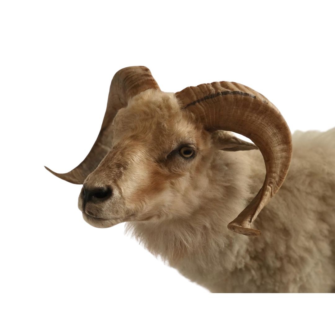 Mounted Ouessant sheep (light) - DeMuseumwinkel.com