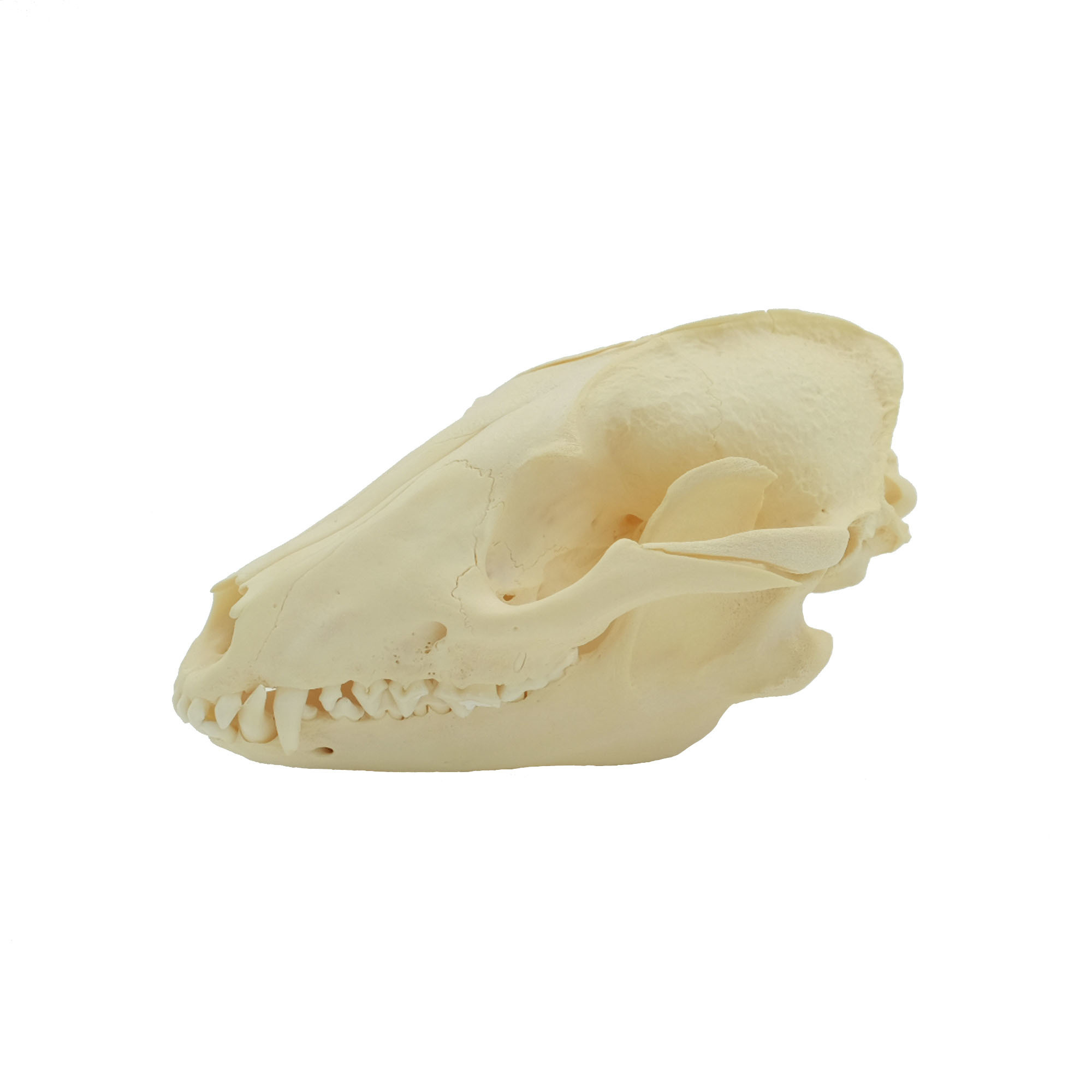Taxidermy; Skull Raccoon dog - DeMuseumwinkel.com