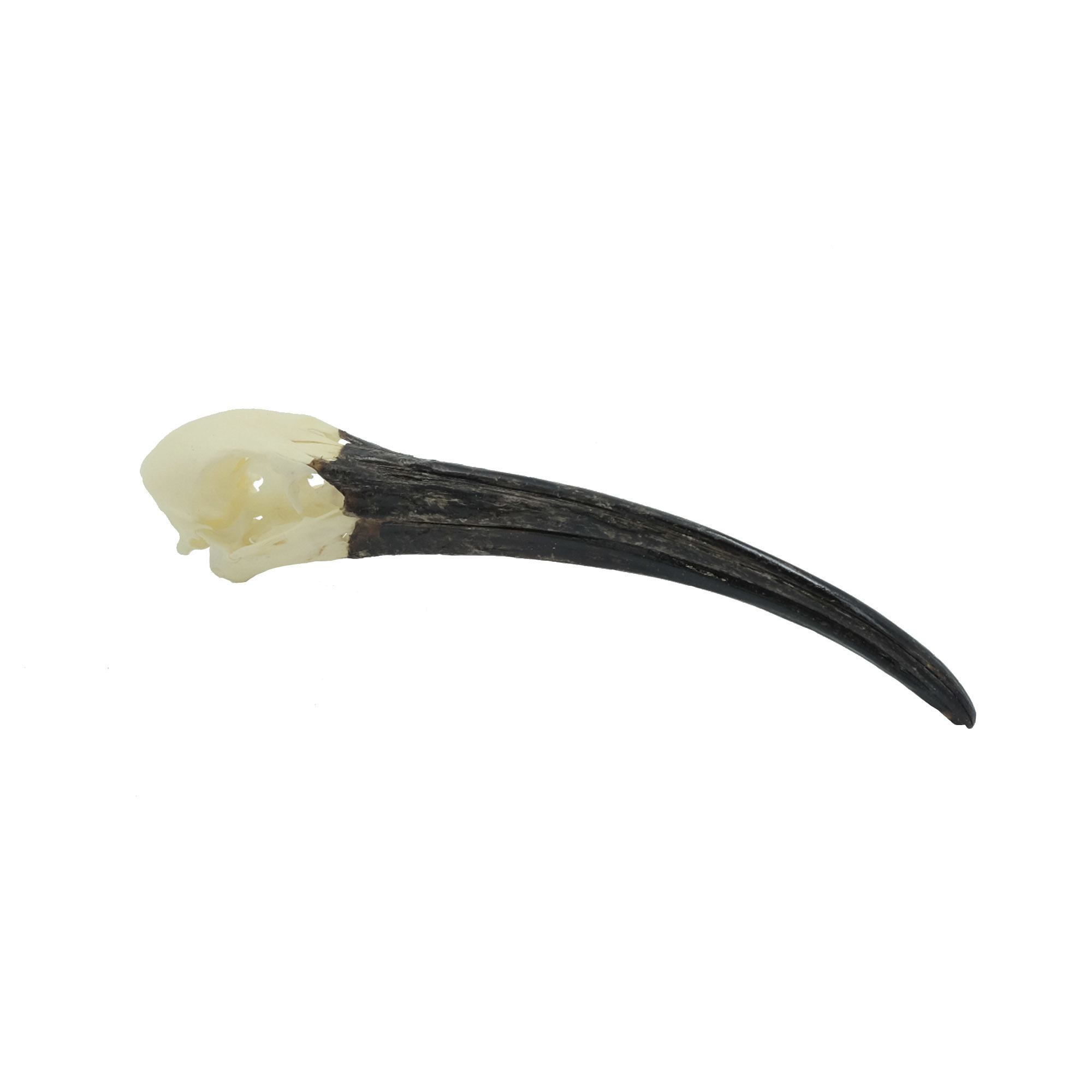 Taxidermy; Skull African sacred ibis - DeMuseumwinkel.com