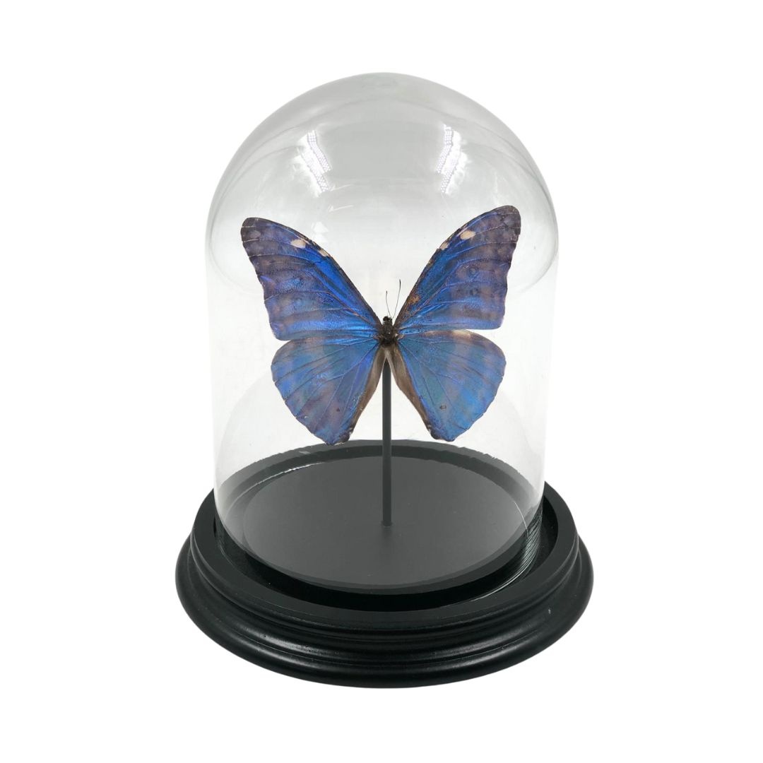Blue butterfly Morpho adonis in 16x11cm dome - DeMuseumwinkel.com
