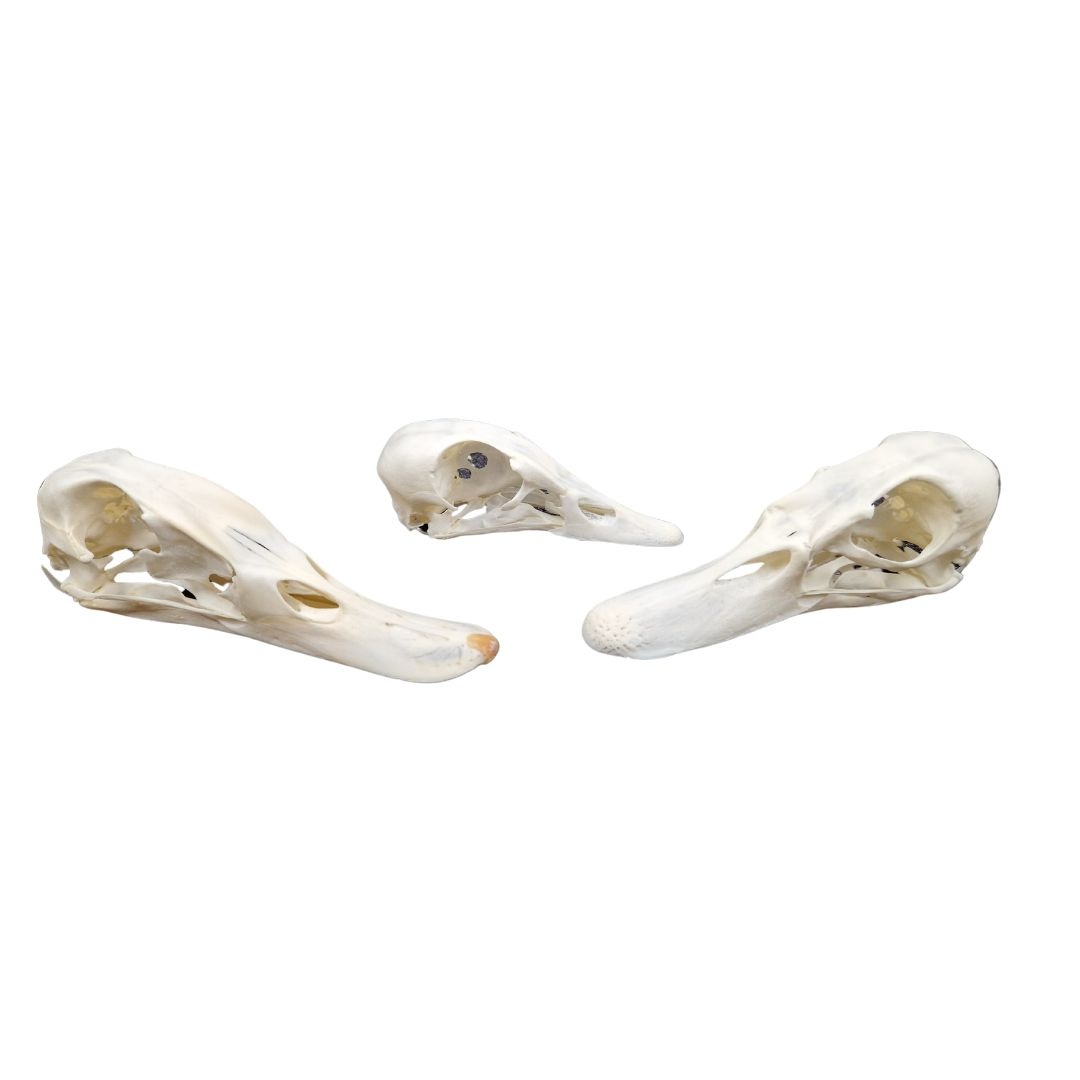 Skull duck - DeMuseumwinkel.com