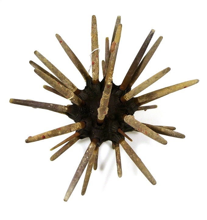 Griffel zee-egel - De Museumwinkel.com