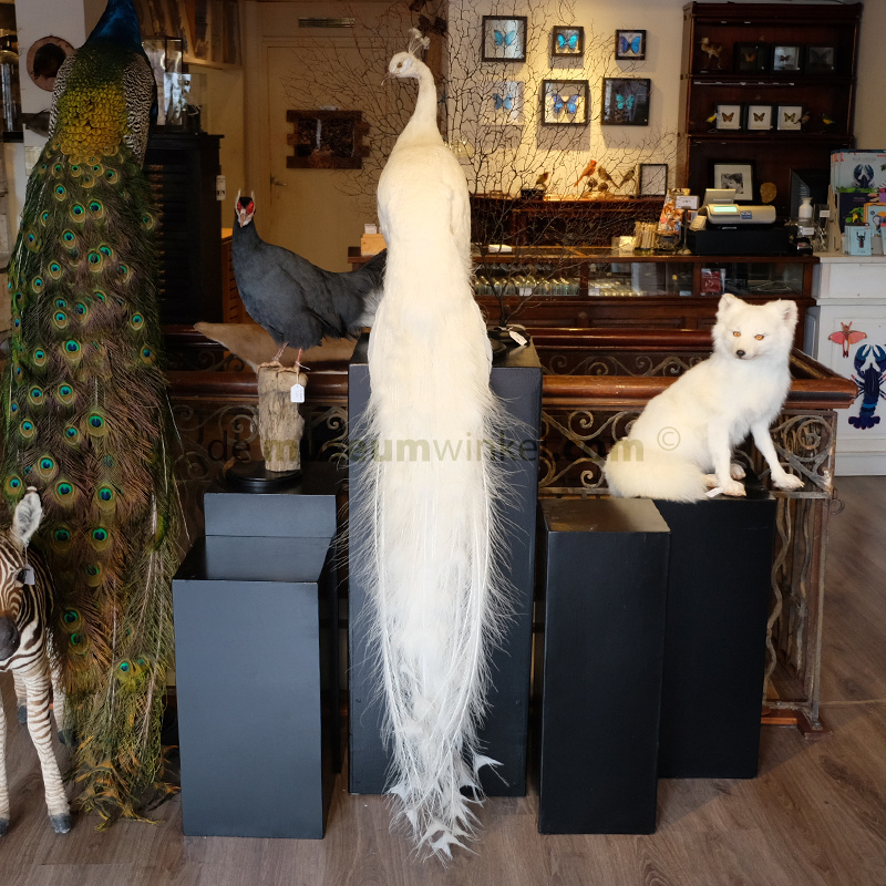 Opgezette witte pauw - De Museumwinkel.com