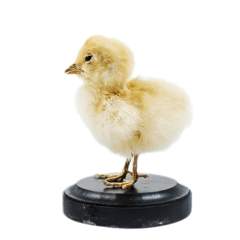 Mounted yellow chicken with pedestal - DeMuseumwinkel.com