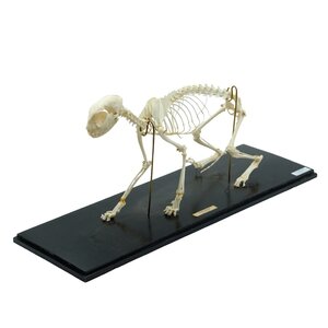 ᐅ Dierenschedels & Skeletten - De Museumwinkel.com