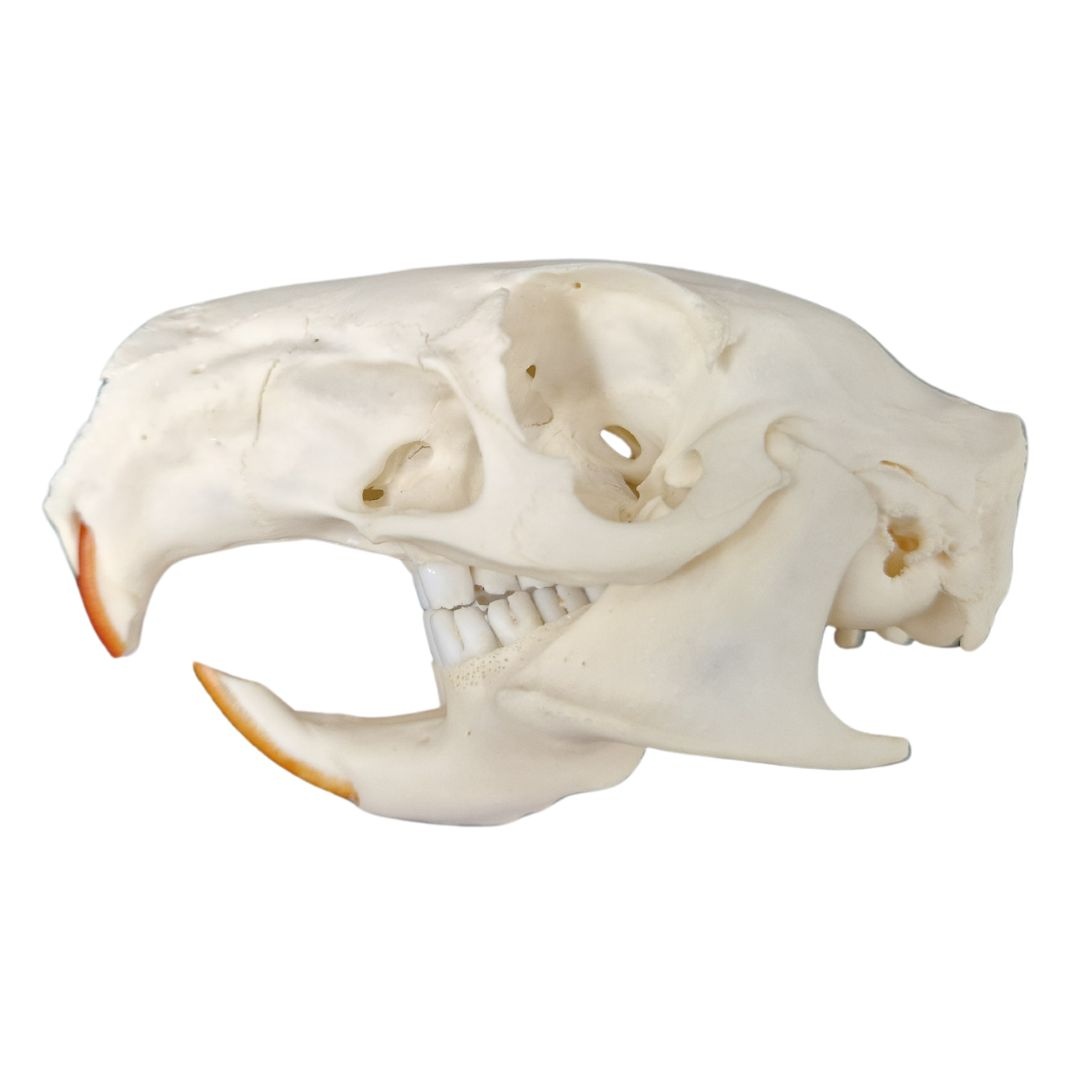 Skull Greater cane rat - DeMuseumwinkel.com