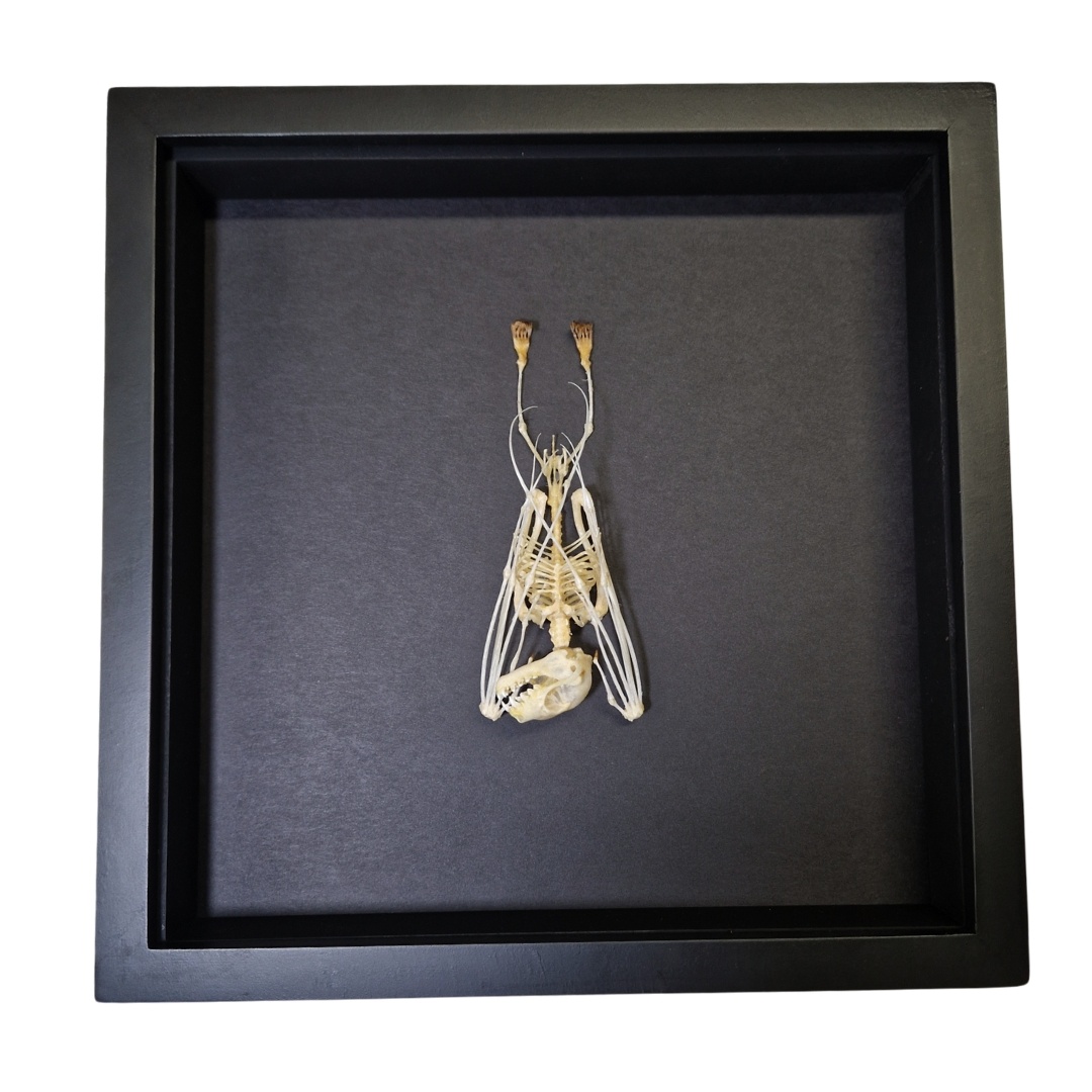 Skelet vleermuis hangend (klein) in elegante box(25 X 25 CM) - De ...