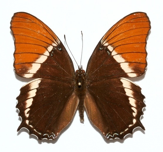 Siproeta epaphus dried/papered - DeMuseumwinkel.com